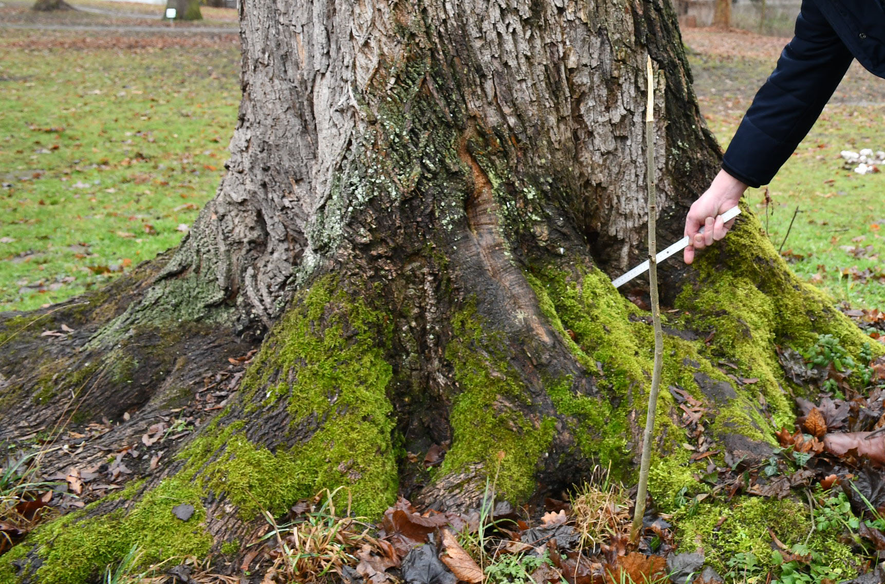 Baumschäden im Park Rethen durch Klimawandel