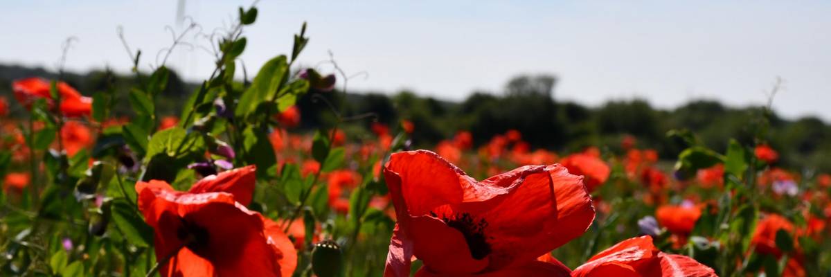 Startseite | Stadtportal Laatzen