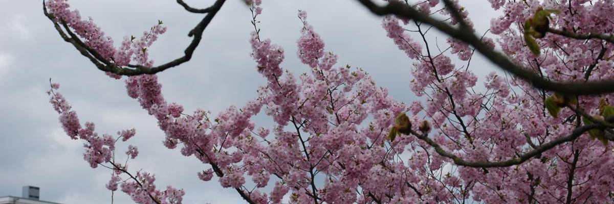 Startseite | Stadtportal Laatzen